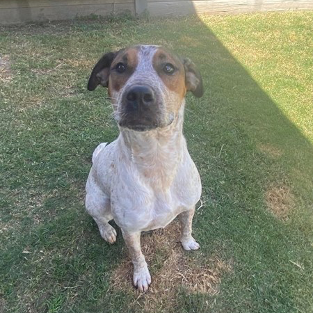 Adopt Kahlua *$150 Adoption Fee* from Redbank Plains QLD | Adopt-A-Dog