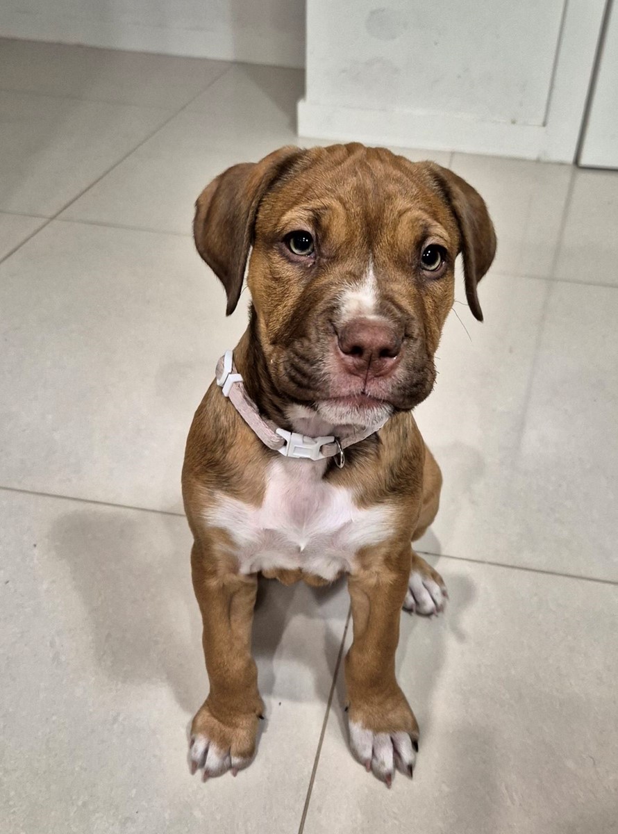 Adopt Autumn - FOSTER TO ADOPT from Adelaide SA | Adopt-A-Dog