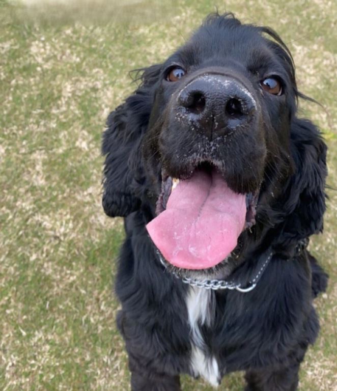Adopt George Falko from Edithvale VIC | Adopt-A-Dog