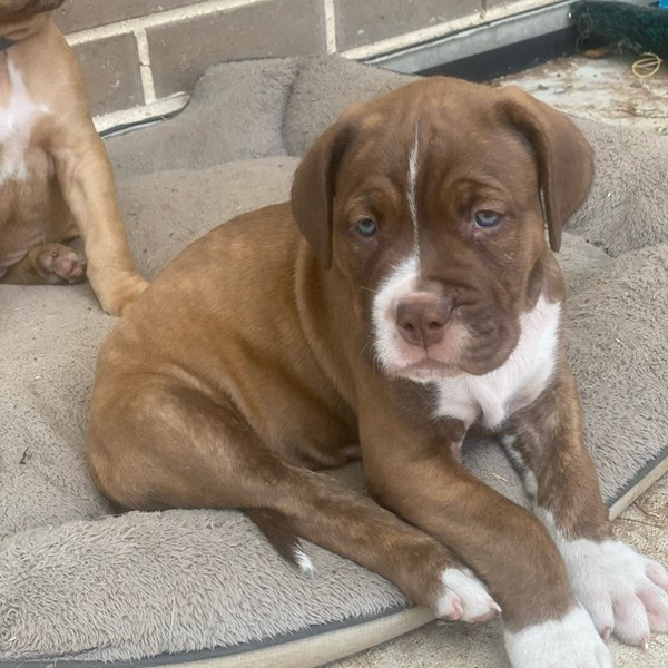 Adopt Blaze - FOSTER TO ADOPT from Adelaide SA | Adopt-A-Dog