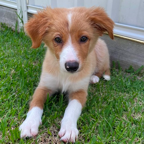 Adopt Chewy from Brisbane QLD | Adopt-A-Dog