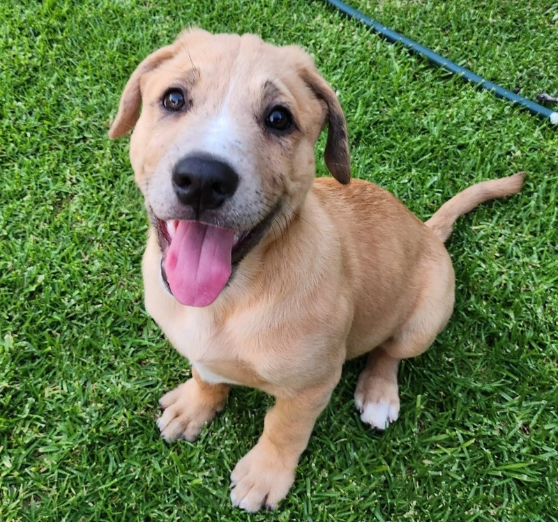 Adopt Panko (puppy) from Stirling WA | Adopt-A-Dog