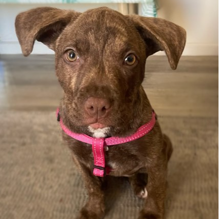 Adopt Matilda from Adelaide SA | Adopt-A-Dog