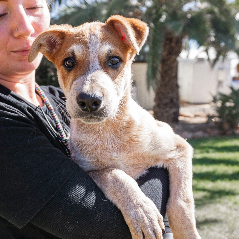 Adopt Lincoln from Two Wells SA | Adopt-A-Dog
