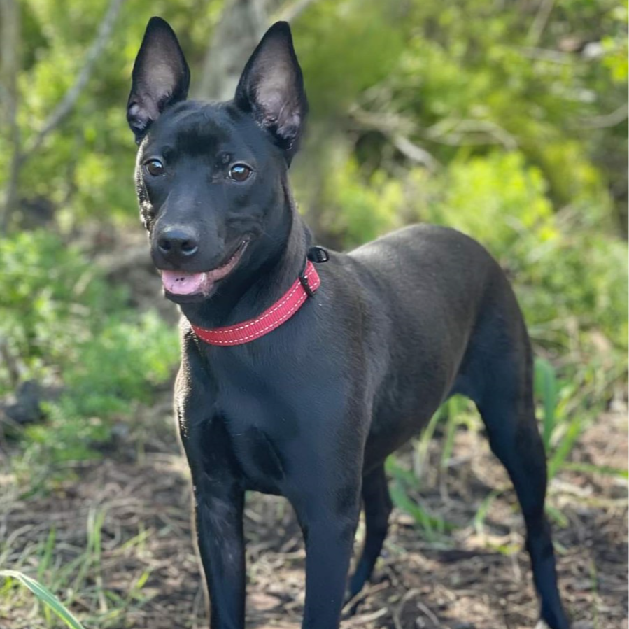 Adopt Betty from Charmhaven NSW | Adopt-A-Dog