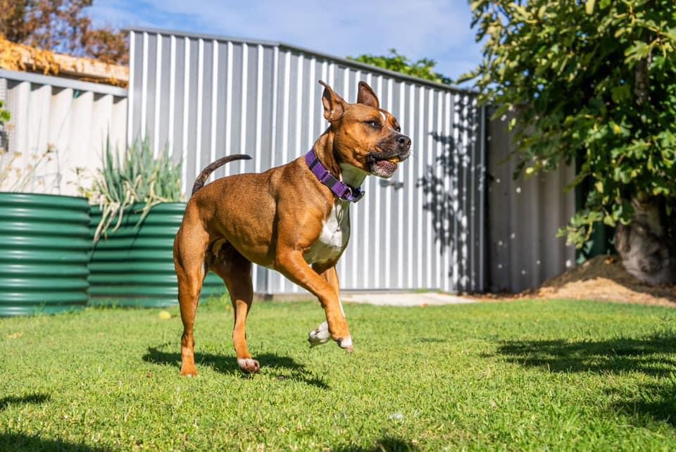 Adopt Dustin from Perth WA | Adopt-A-Dog