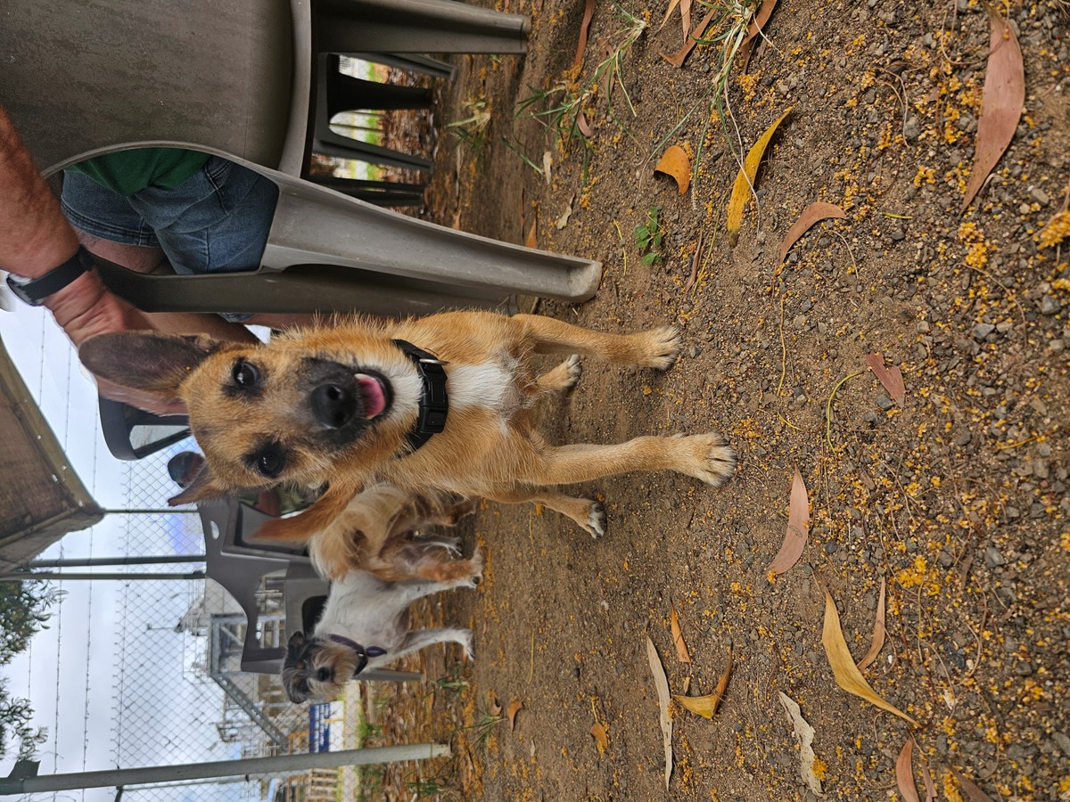 Adopt Pancake from Mareeba QLD | Adopt-A-Dog