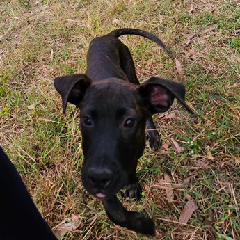 Adopt Aphie from Mareeba QLD | Adopt-A-Dog