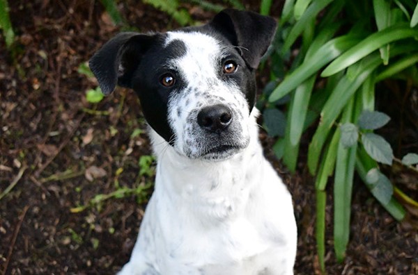 Adopt Freckles from Campbelltown NSW | Adopt-A-Dog