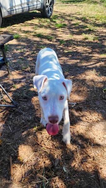 Adopt Ghost from MAREEBA QLD | Adopt-A-Dog