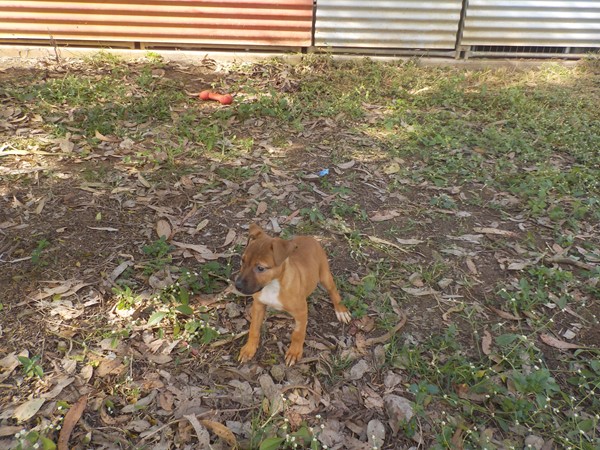 Adopt Jasmine from MAREEBA QLD | Adopt-A-Dog