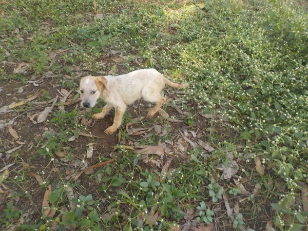 Adopt Sadie from MAREEBA QLD | Adopt-A-Dog