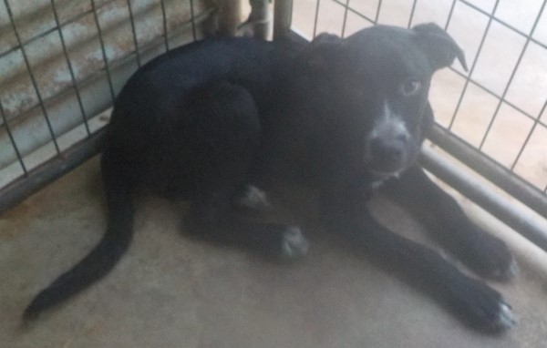 Adopt Oreo from MAREEBA QLD | Adopt-A-Dog