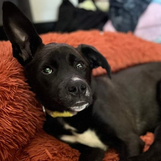 Adopt Kebab from Port Melbourne VIC | Adopt-A-Dog