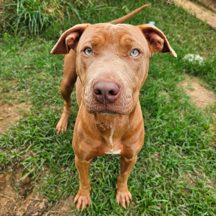 Adopt Sequoia from Mareeba QLD | Adopt-A-Dog
