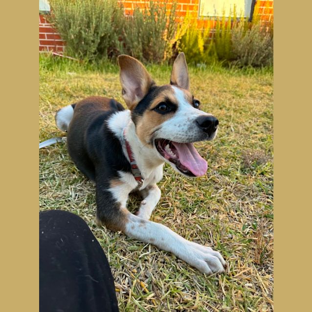 Adopt Sprite from Morwell VIC | Adopt-A-Dog