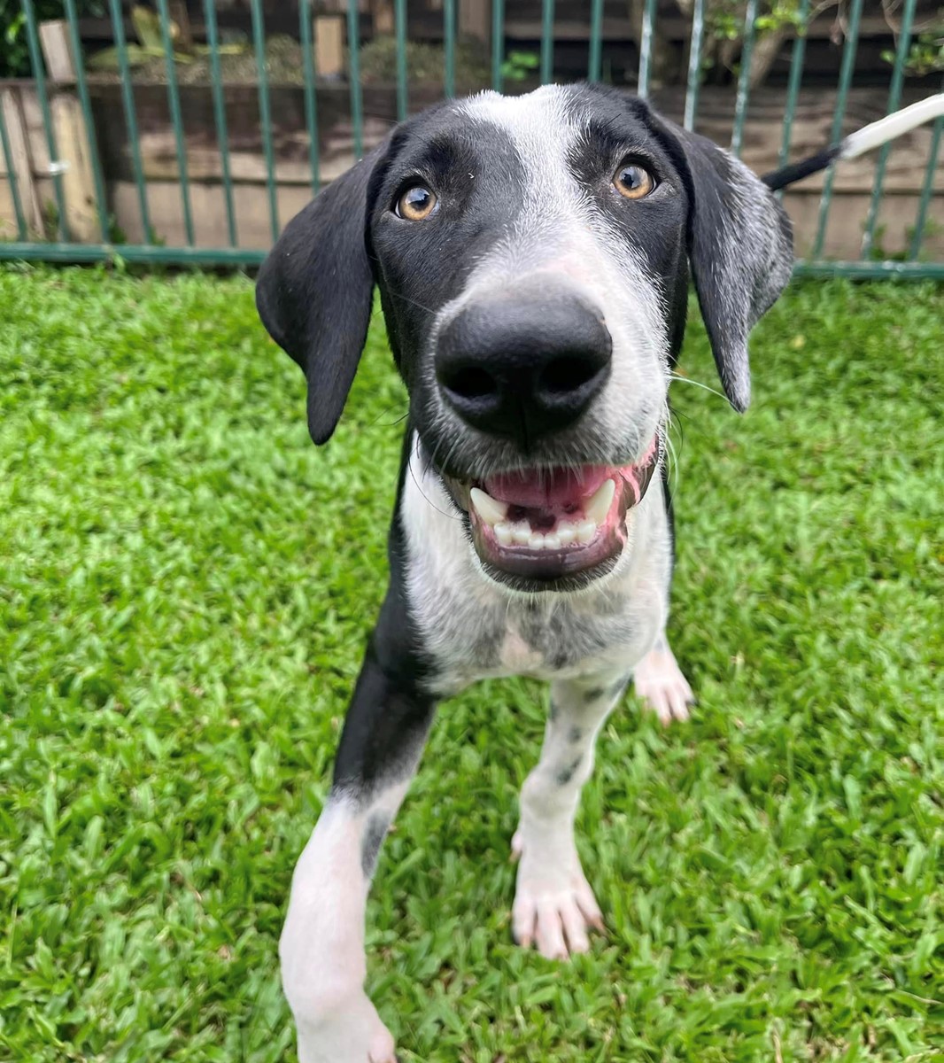 Adopt Goatee from Cairns QLD | Adopt-A-Dog