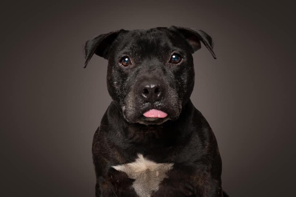 Adopt Joseph from Perth WA | Adopt-A-Dog