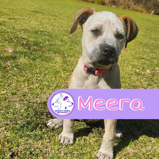 Adopt Meera from Williamstown SA | Adopt-A-Dog