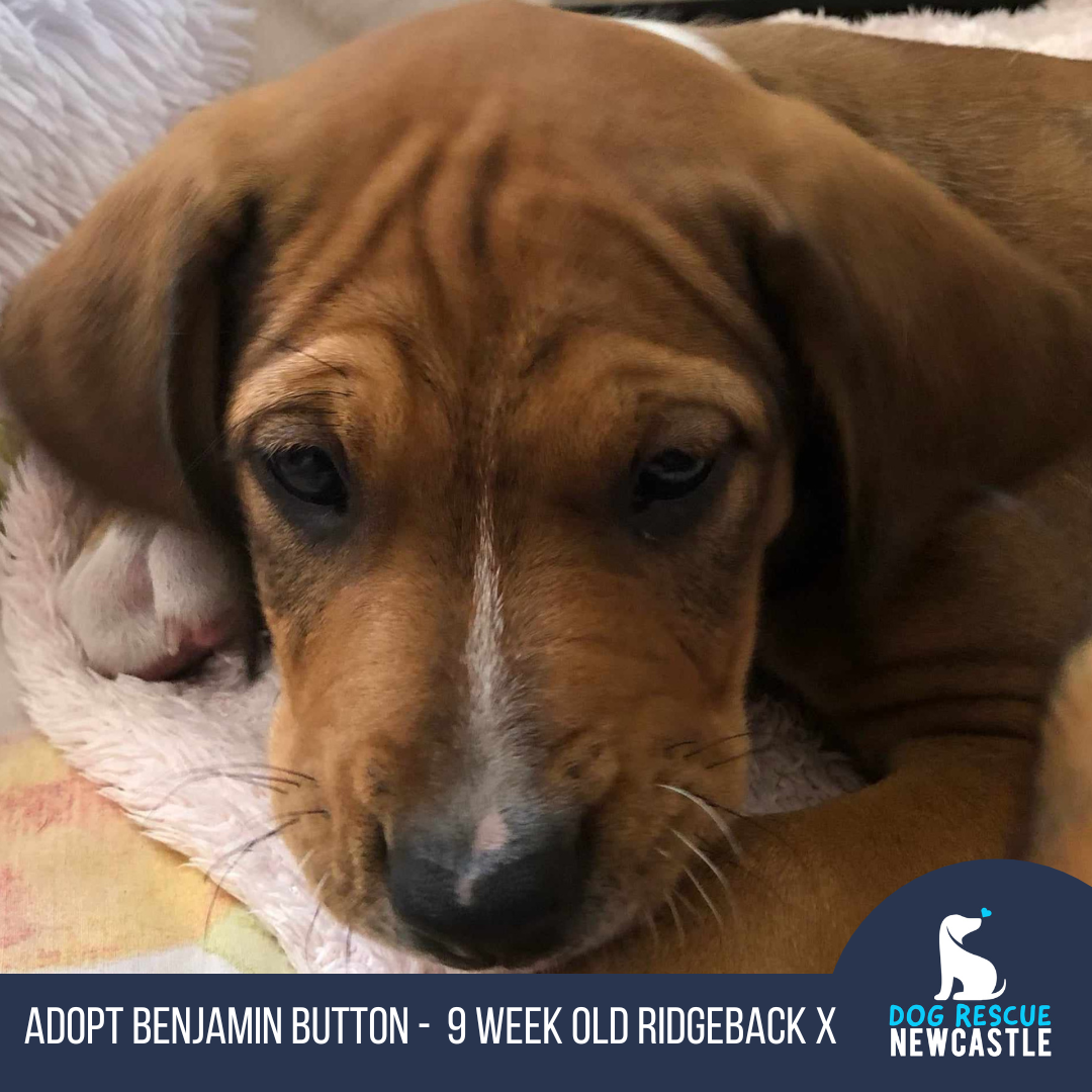 Adopt Benjamin Button (Trial) from Lemon Tree Passage NSW | Adopt-A-Dog