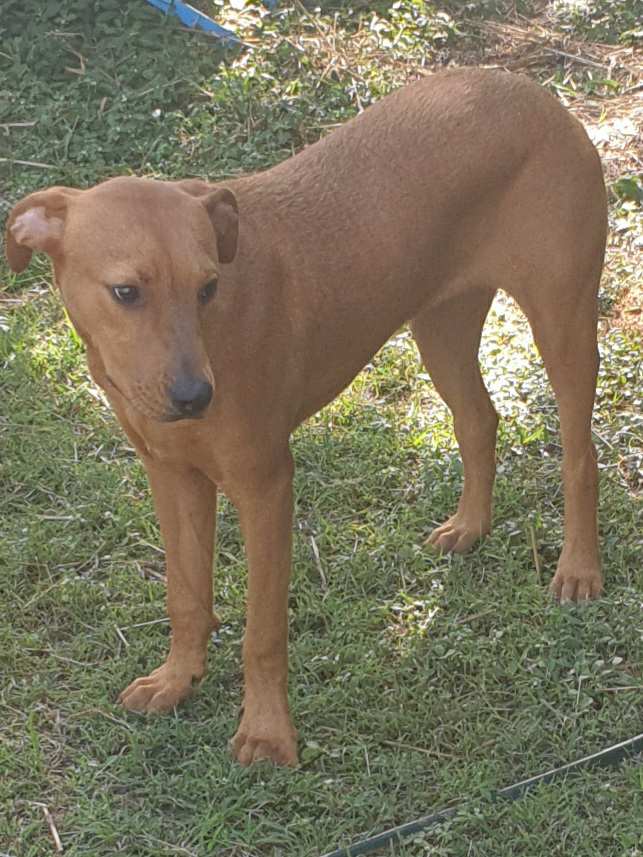Adopt Kira from MAREEBA QLD | Adopt-A-Dog