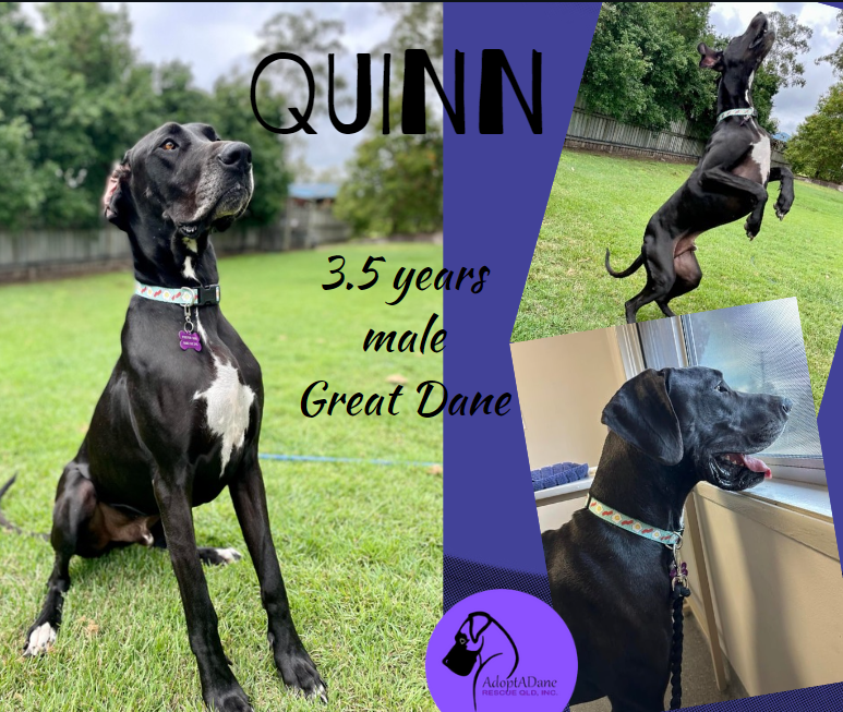 Adopt Quinn from Brisbane QLD | Adopt-A-Dog