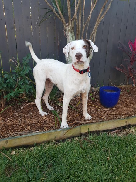 Adopt Ember from Redcliffe QLD | Adopt-A-Dog