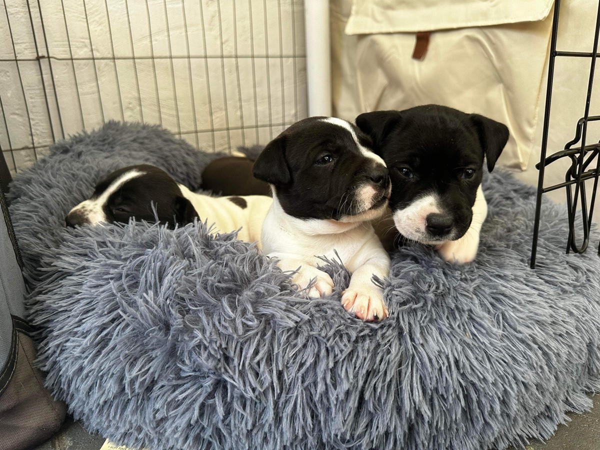 Adopt Easter Litter from Perth WA | Adopt-A-Dog