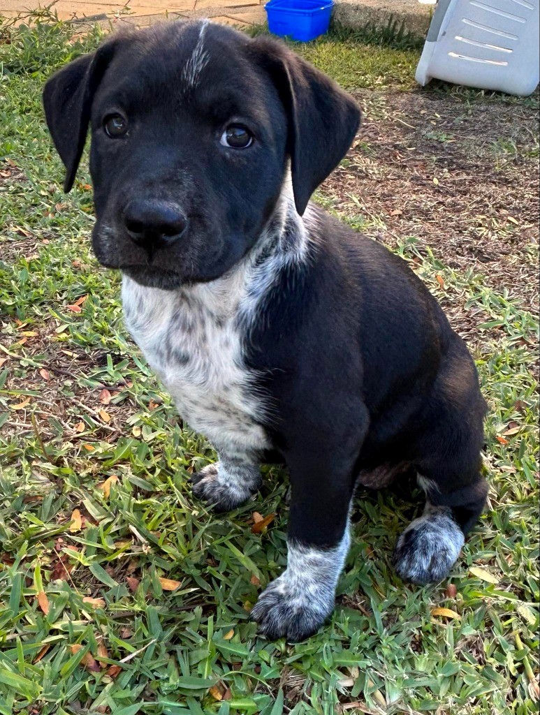 Adopt Annie (Pink) from Huntingdale WA | Adopt-A-Dog