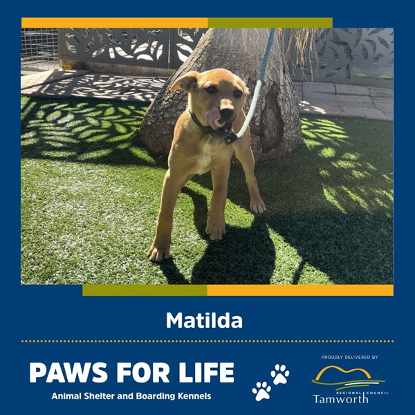 Adopt Matilda from Tamworth NSW | Adopt-A-Dog