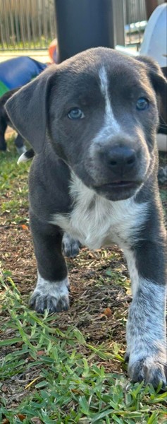 Adopt Aspen (Light Blue) from Huntingdale WA | Adopt-A-Dog