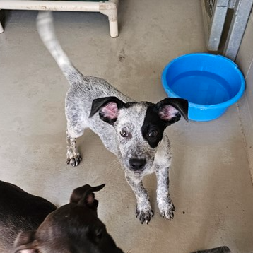 Adopt Captain Starlite from Mareeba QLD | Adopt-A-Dog