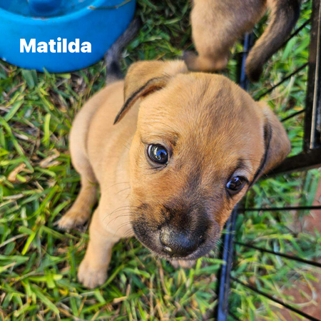 Adopt Matilda from Perth WA | Adopt-A-Dog