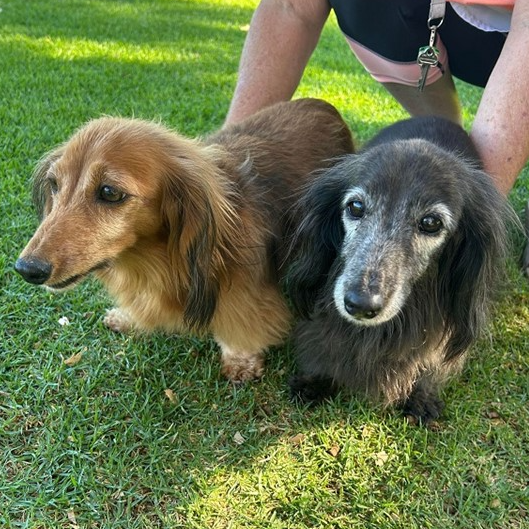 Adopt Sashi from Perth WA | Adopt-A-Dog