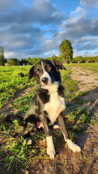 Adopt Fred from Koah QLD | Adopt-A-Dog