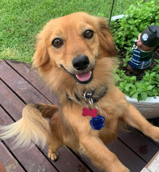 Adopt Patti from Molendinar QLD | Adopt-A-Dog