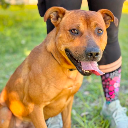 Adopt Chuck from Perth WA | Adopt-A-Dog