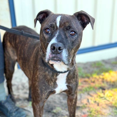 Adopt Roxy from Perth WA | Adopt-A-Dog