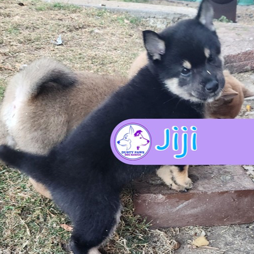 Adopt Jiji from Hackham SA | Adopt-A-Dog