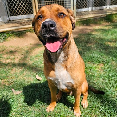 Adopt Bolt from Mareeba QLD | Adopt-A-Dog