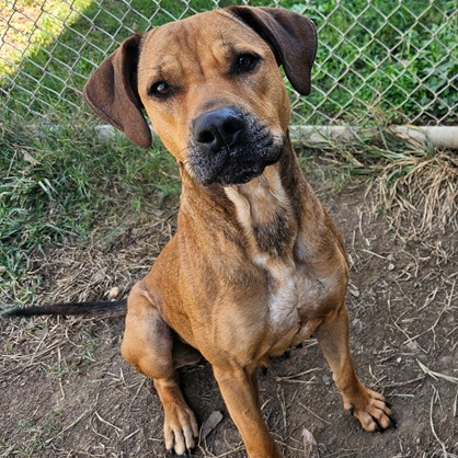 Adopt Amelia from Mareeba QLD | Adopt-A-Dog