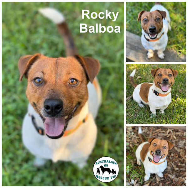 Adopt Rocky Balboa from Viewbank VIC | Adopt-A-Dog