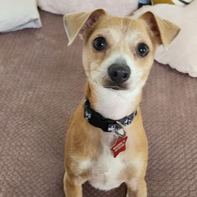 Adopt Po'Boy from Hurlstone Park NSW | Adopt-A-Dog