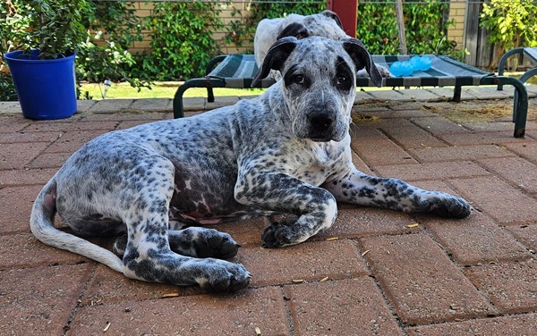 Adopt Puppy Lightning from Perth WA | Adopt-A-Dog
