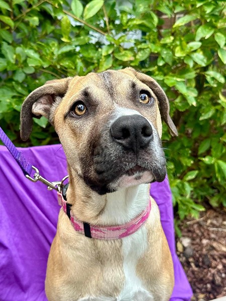 Adopt Tim Tam from Newport QLD | Adopt-A-Dog