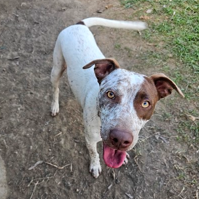 Adopt Honey from Mareeba QLD | Adopt-A-Dog