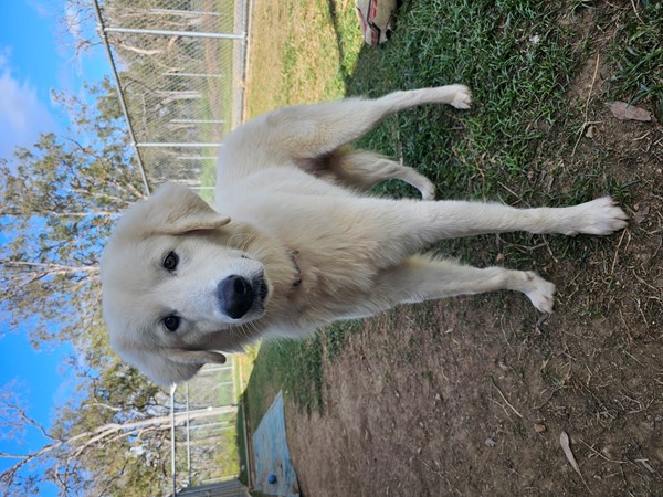 Adopt Yeti from Mareeba QLD | Adopt-A-Dog