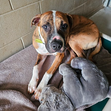 Adopt Dex from Mareeba QLD | Adopt-A-Dog