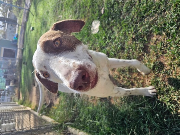 Adopt Sara Lee from Mareeba QLD | Adopt-A-Dog