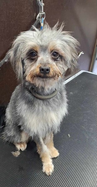 Adopt Mr Riley from Warwick QLD | Adopt-A-Dog